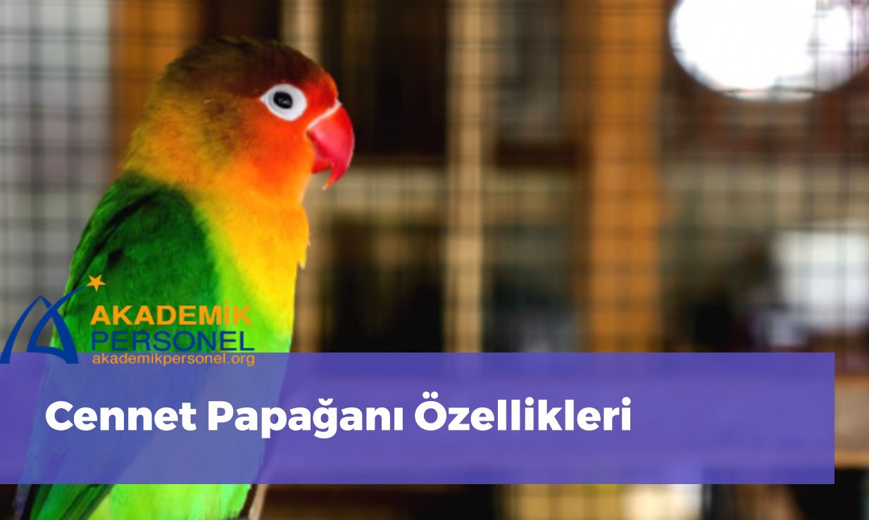 Cennet Papağanı Fiyatları 2023 | Sahiplendirme, Özellikler!