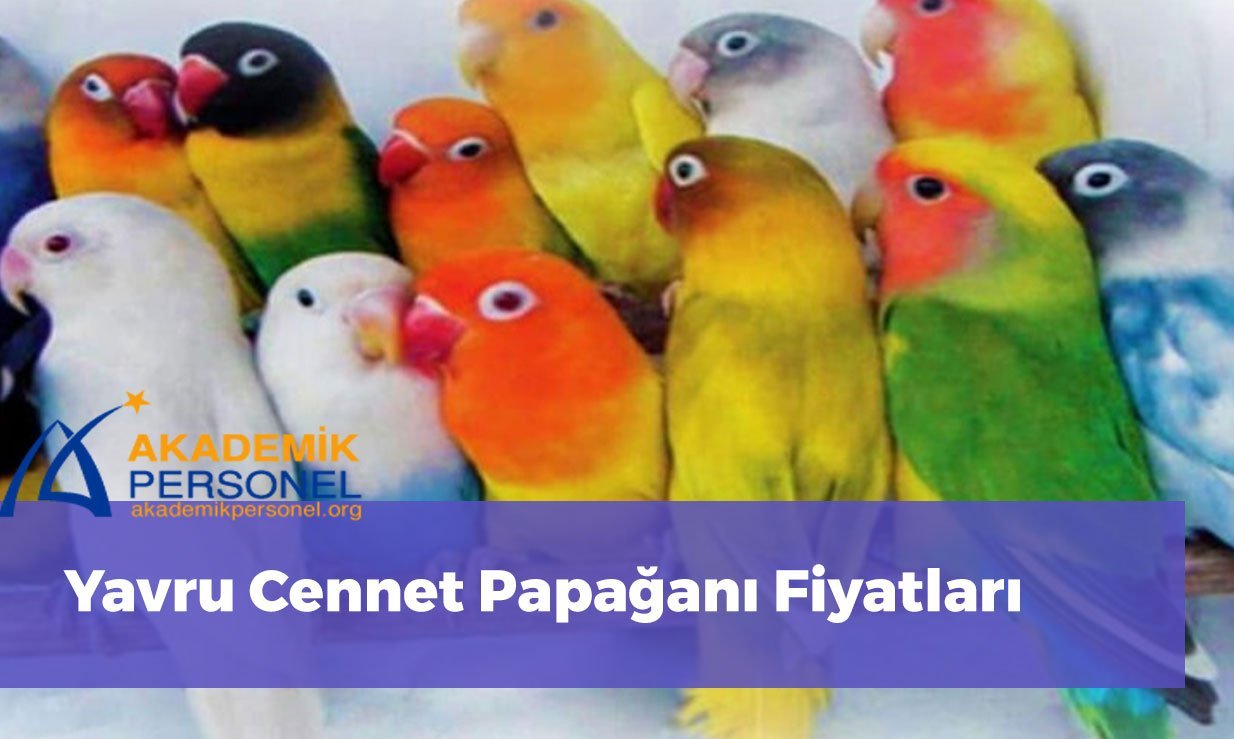 Cennet Papağanı Fiyatları 2023 | Sahiplendirme, Özellikler!